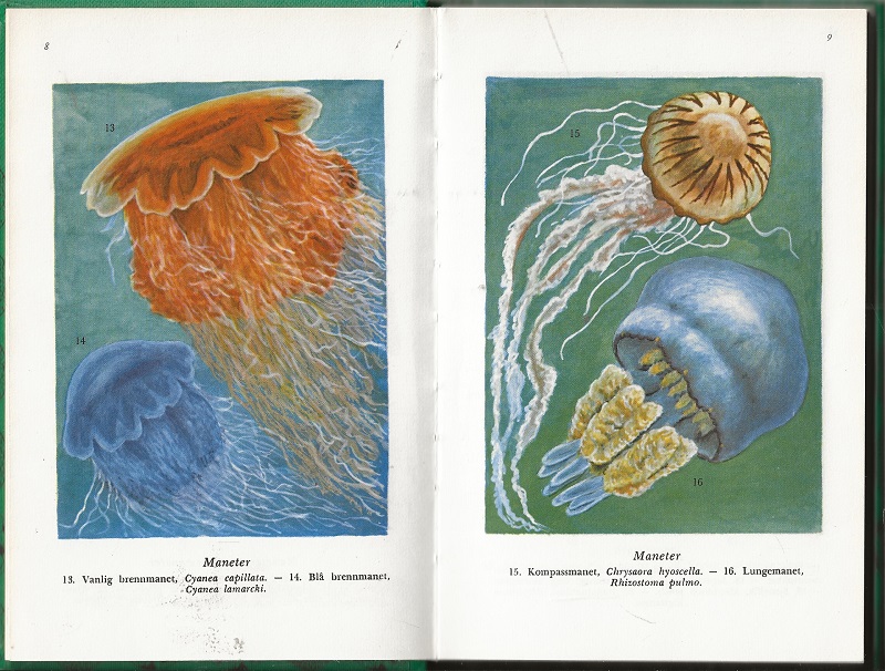 Livet i fjæra | Primstaven nettbokhandel